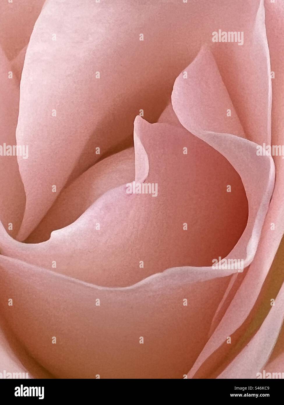 Light pink rose hi-res stock photography and images - Alamy