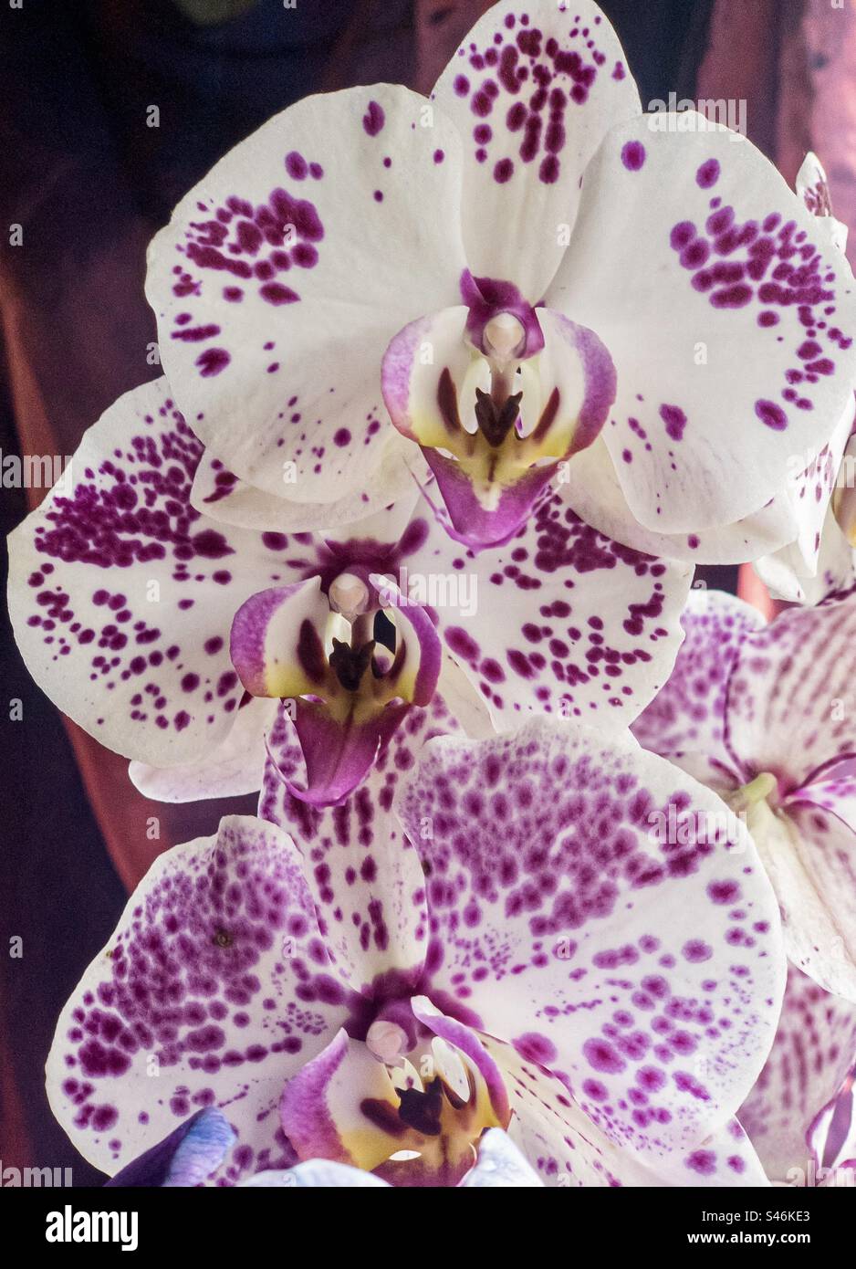 3 Aphrodite’s phalaenopsis blooms Stock Photo - Alamy