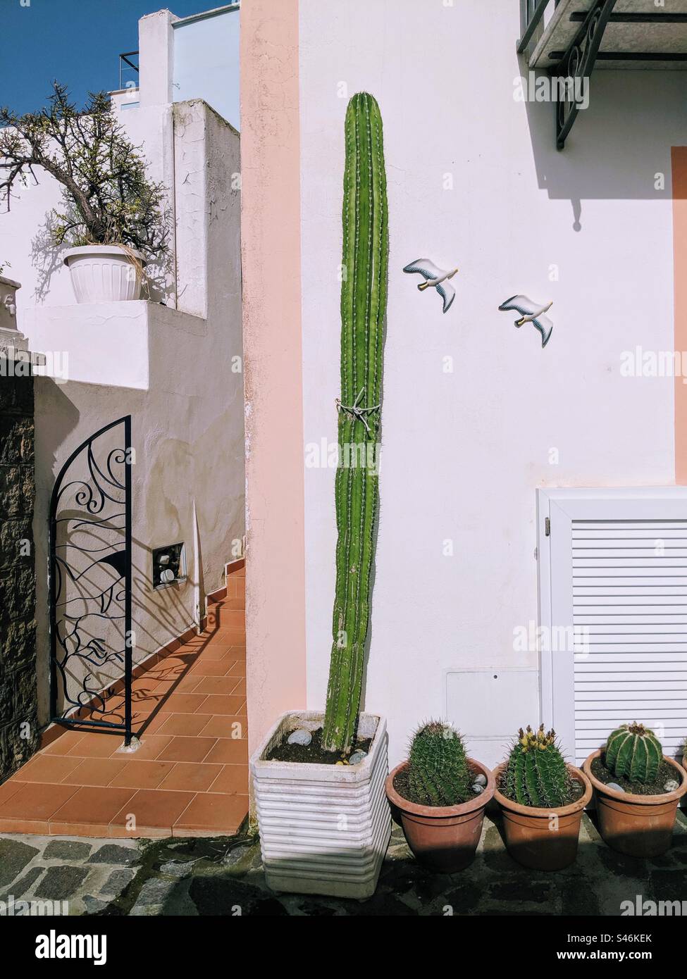 Long cactus hi-res stock photography and images - Alamy