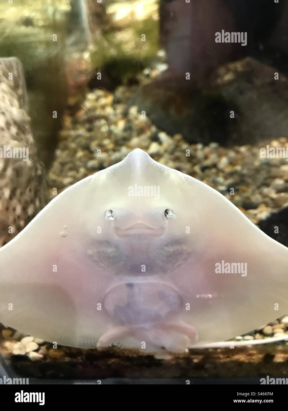 Skate fish hi-res stock photography and images - Alamy