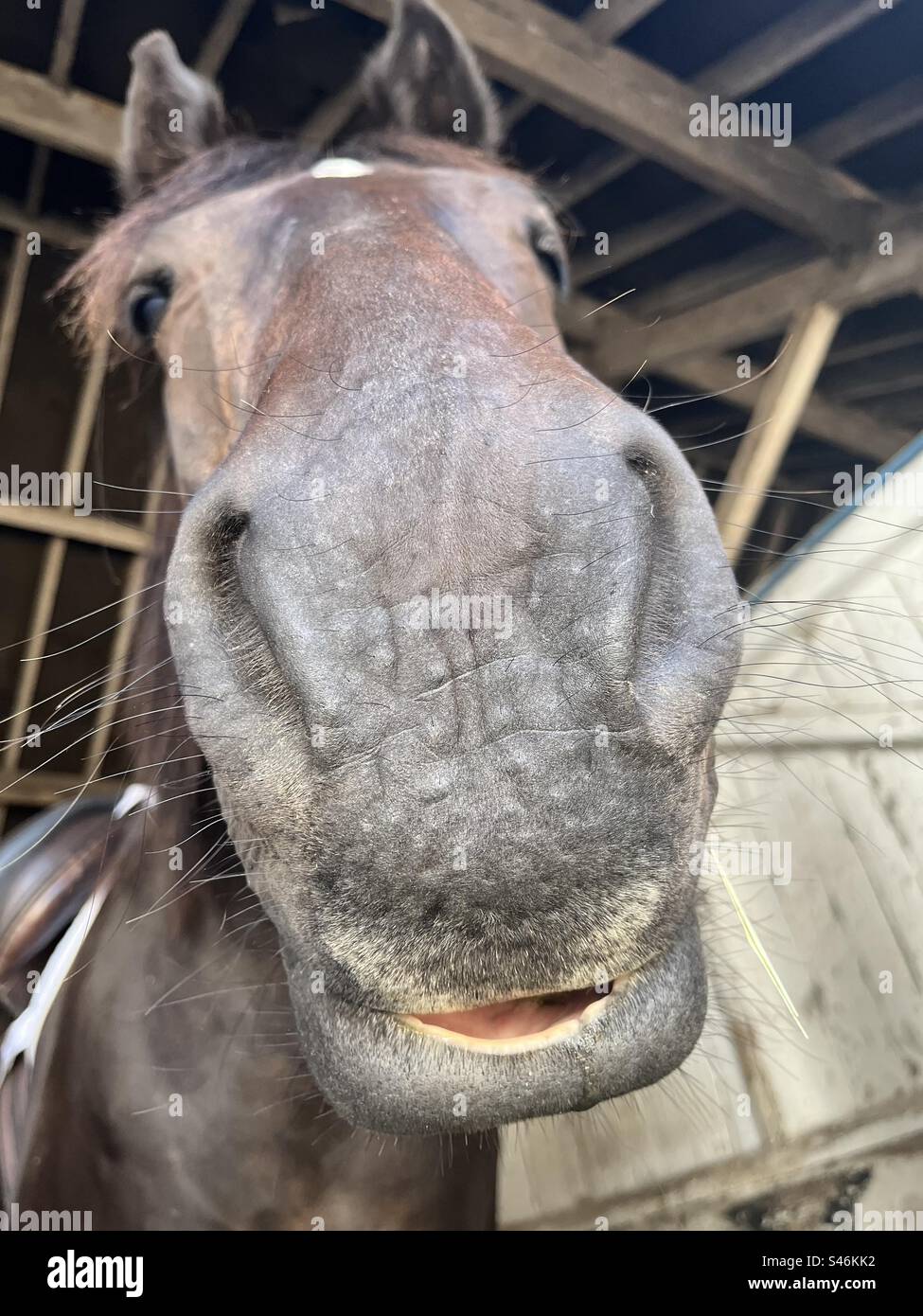 Smiling horse hi-res stock photography and images - Alamy