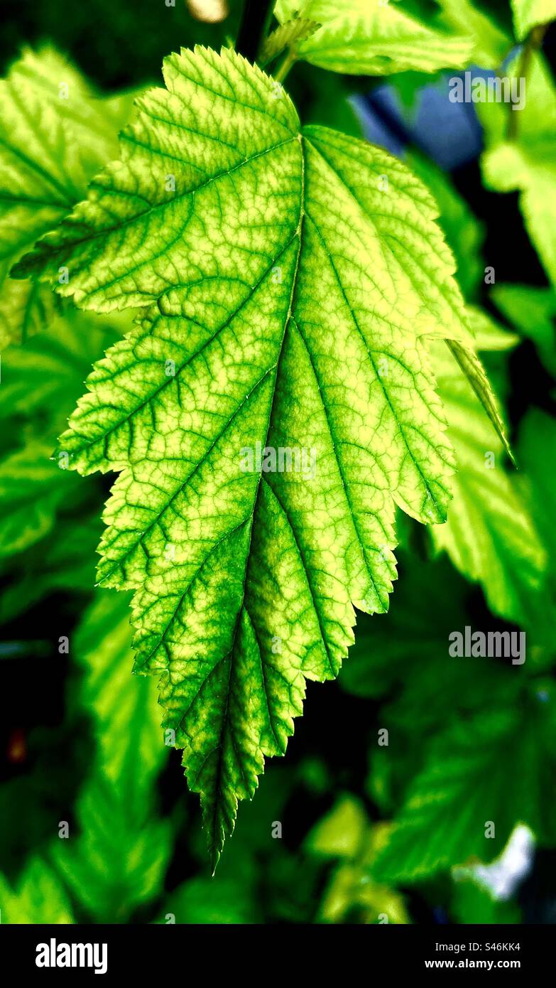 Domestic ornamental plant hi-res stock photography and images - Alamy