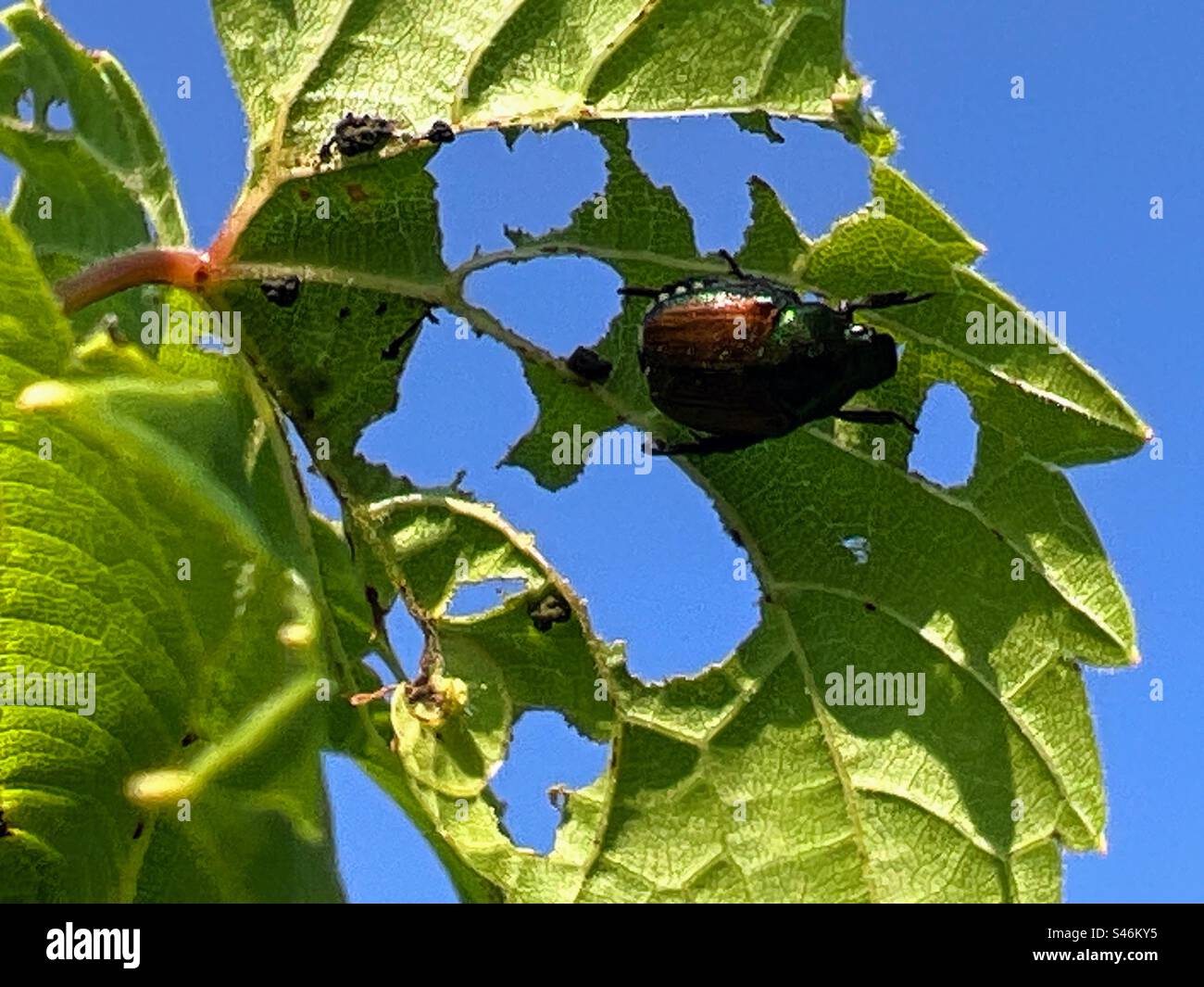 Japanese beetle bug hi-res stock photography and images - Alamy