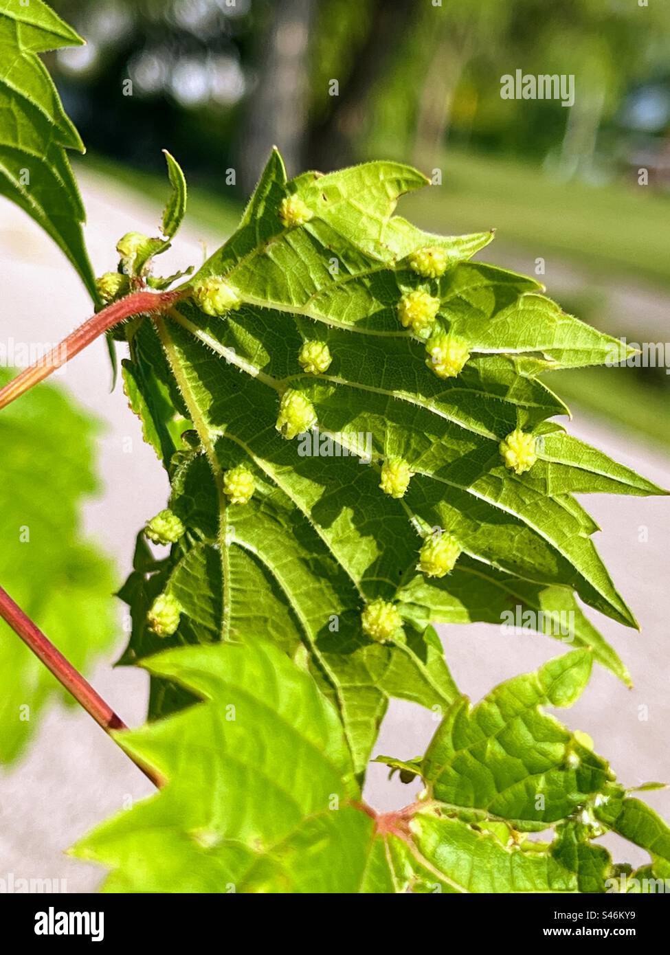 Bumps on the leaf hi-res stock photography and images - Alamy