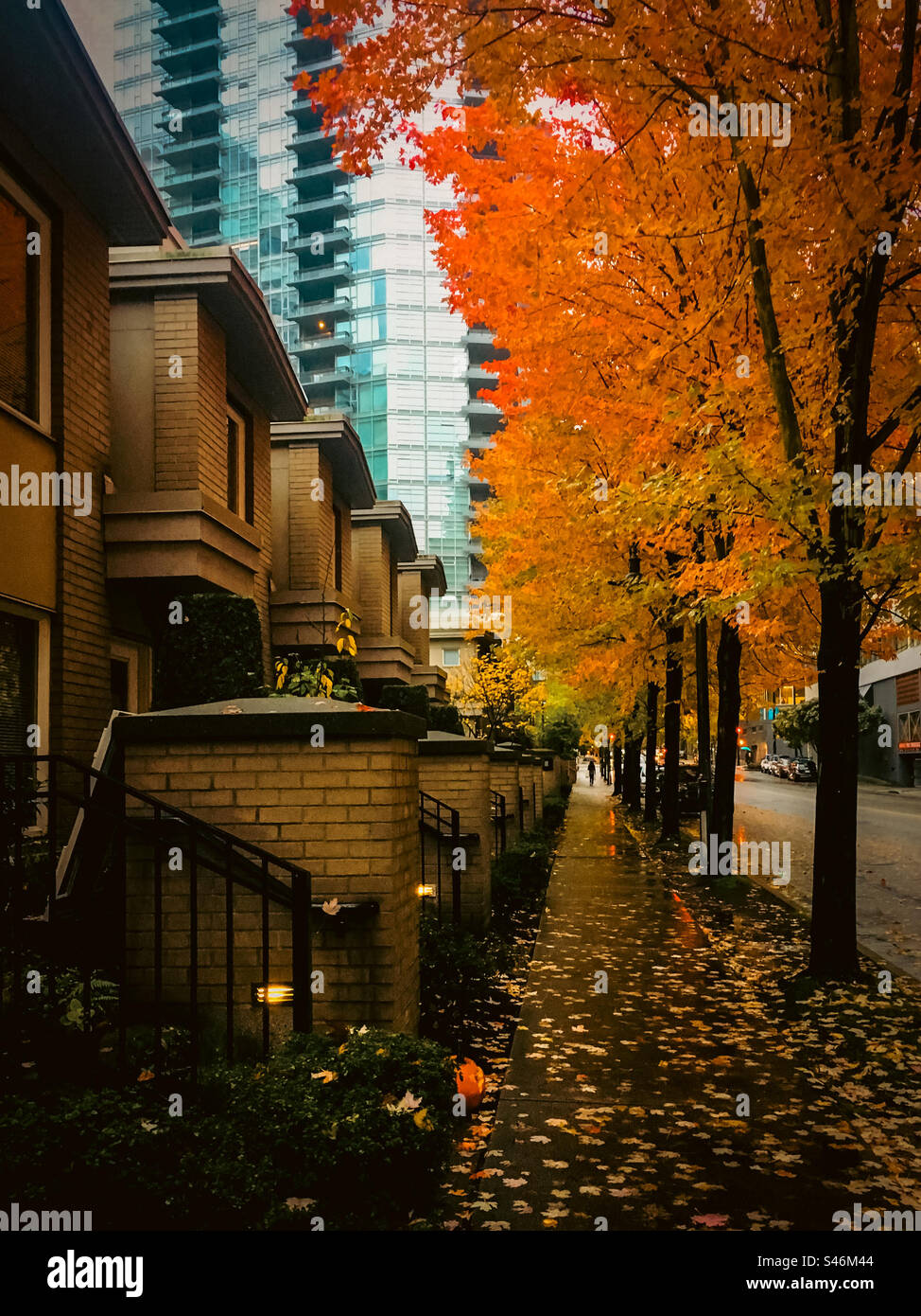 Urban street after rain with fall leaves on the sidewalk and still on ...
