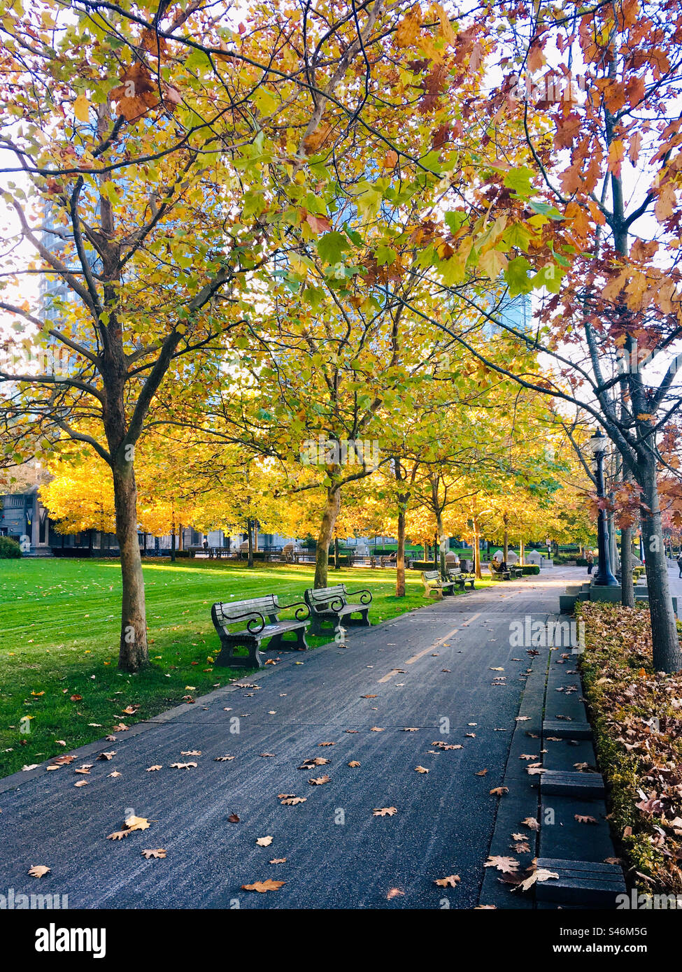 Park benches sit empty beside a tree-lined walking path strewn with ...
