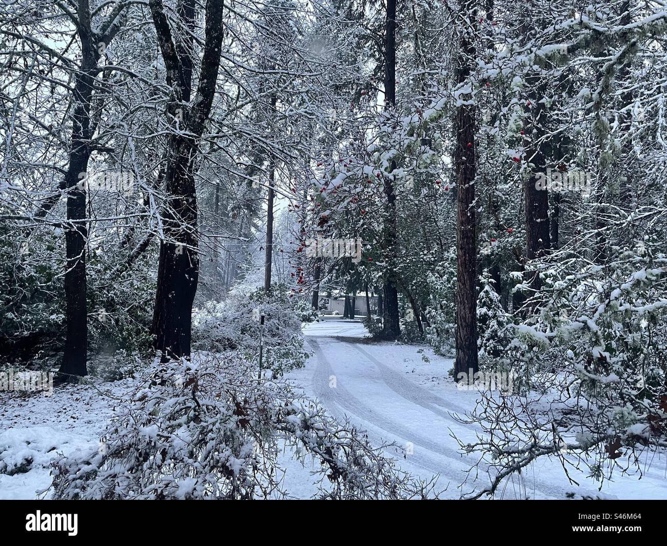Holly wonderland hi-res stock photography and images - Alamy