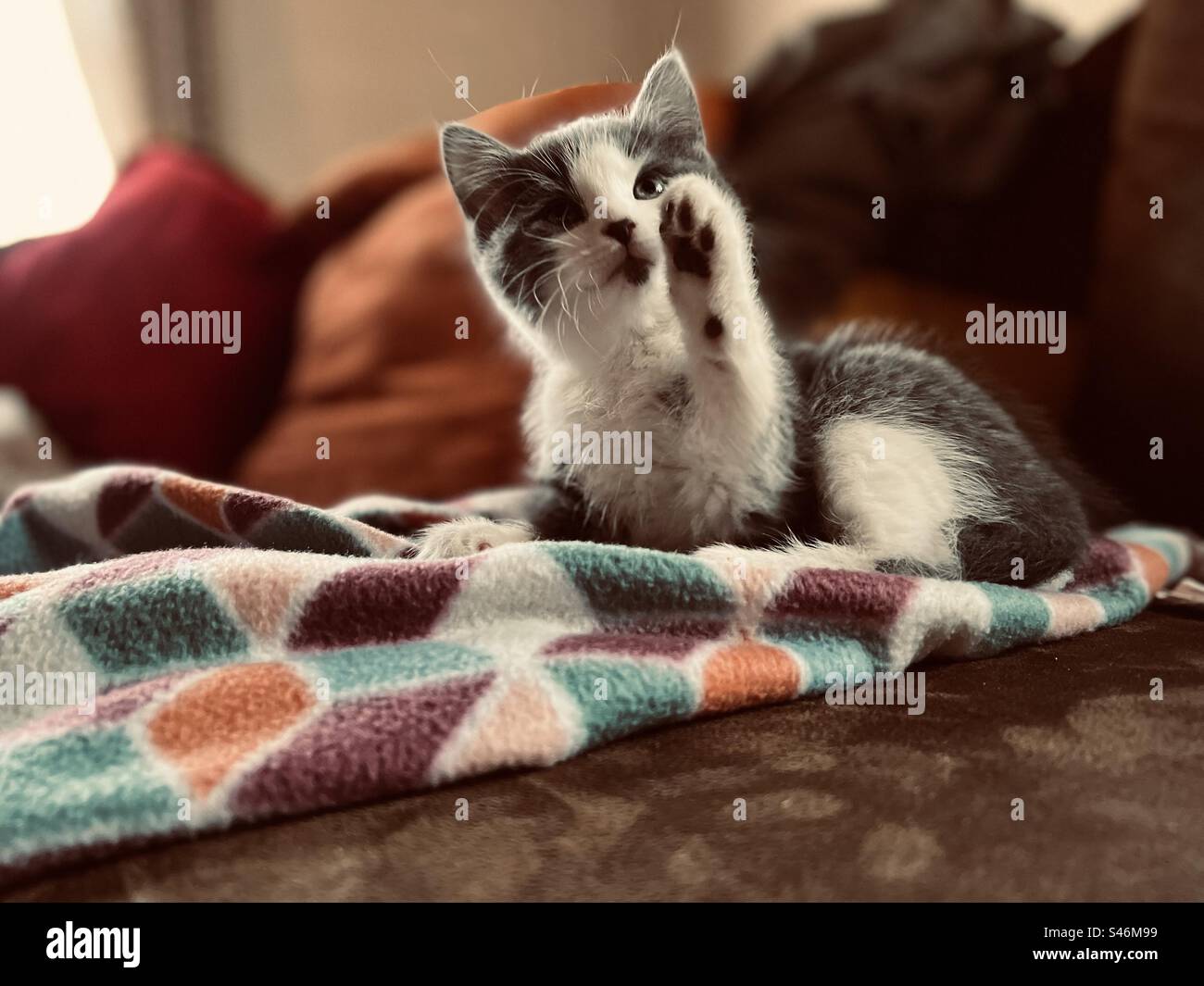 Kitten at Play Stock Photo - Alamy