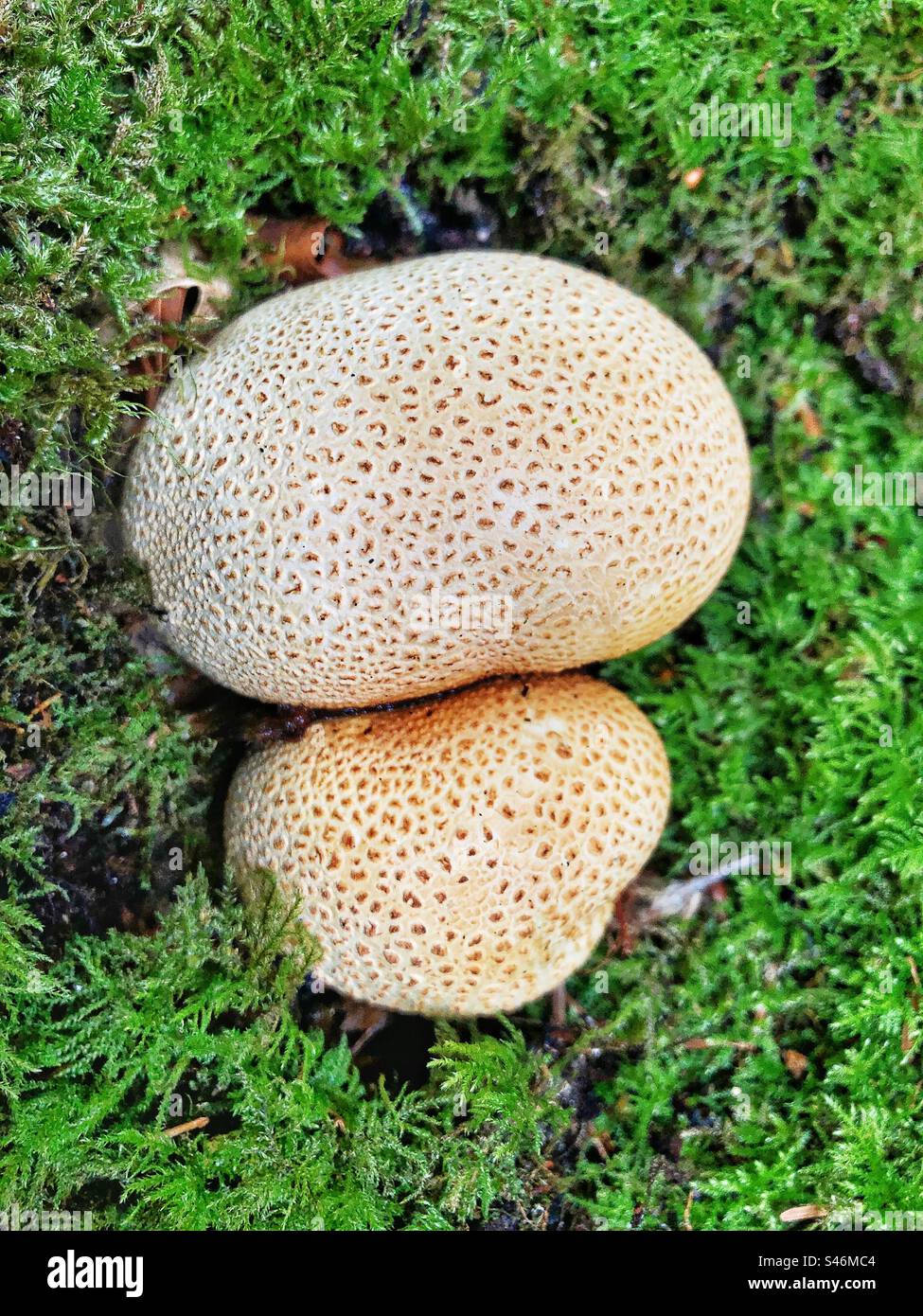 Common earthball fungus growing in the New Forest National Park ...