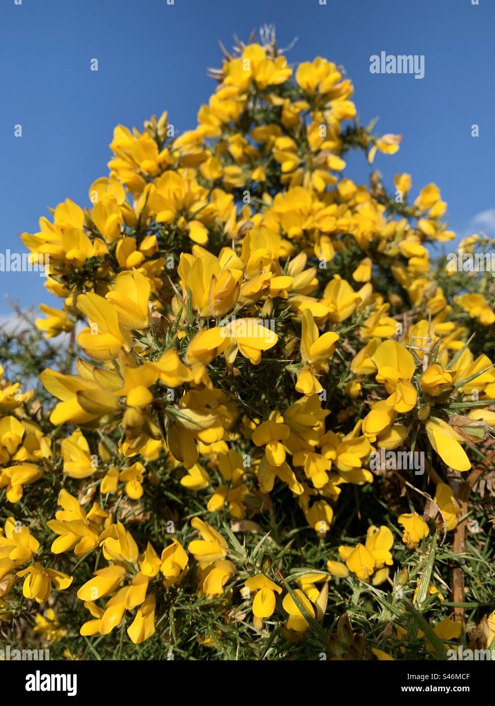 Bright yellow gorse bush Stock Photo - Alamy