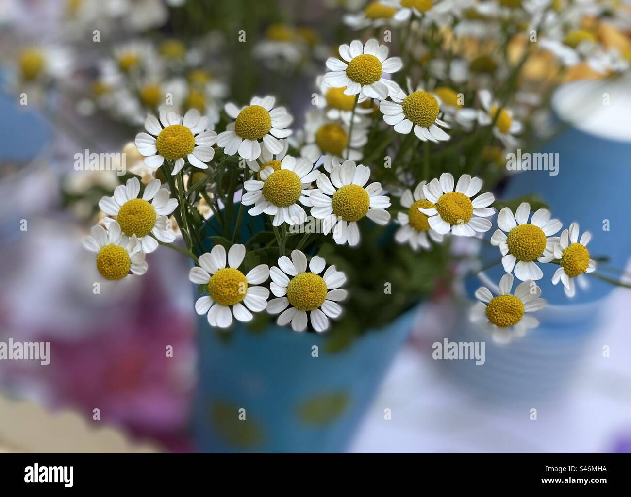 Miniature daisies in a vase at a birthday party. Lisbon, Portugal, 2023 ...