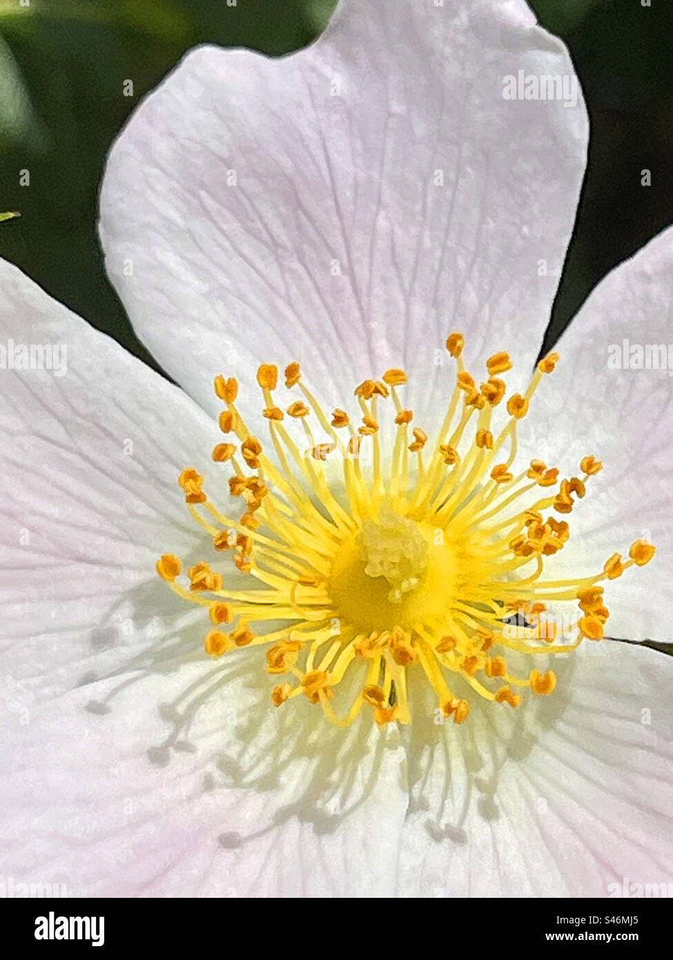 Stamen of flower Stock Photo - Alamy