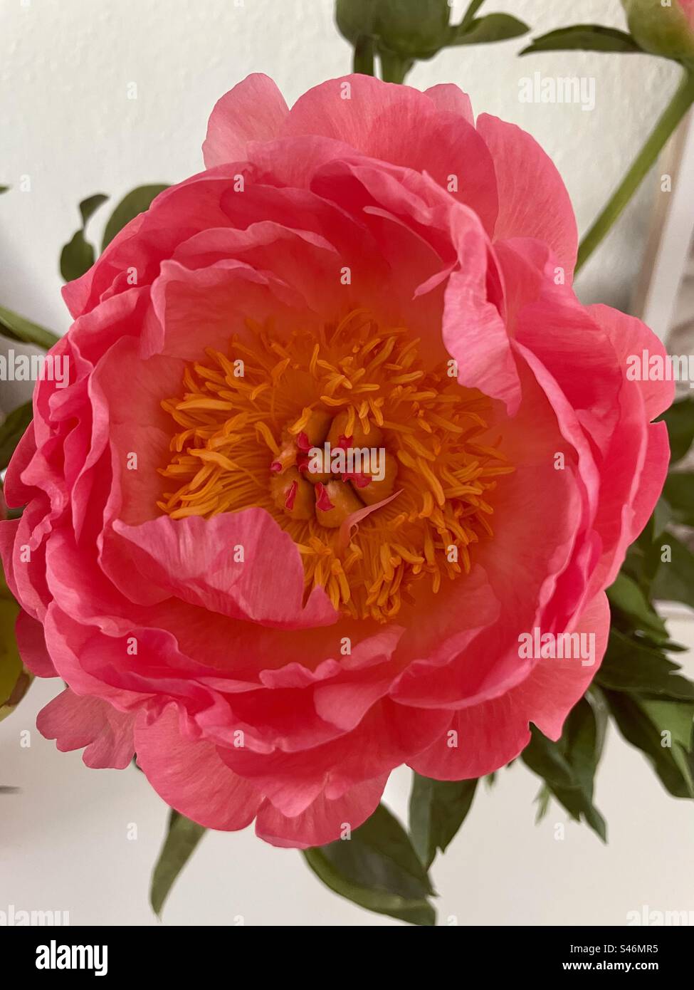 A single peony stands proudly, showcasing its exquisite blossoms in ...
