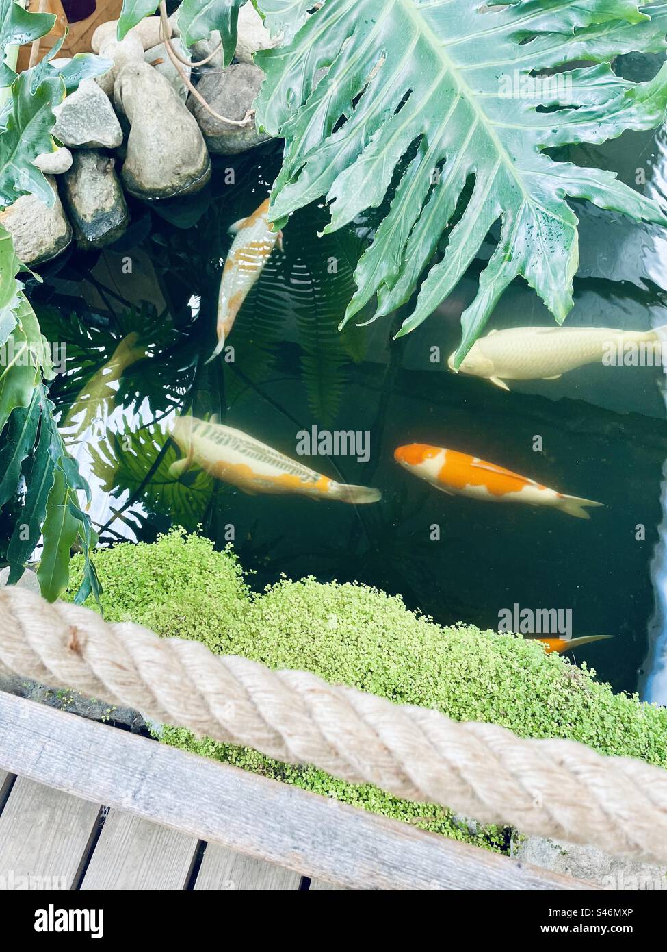 Huge fish hi-res stock photography and images - Alamy