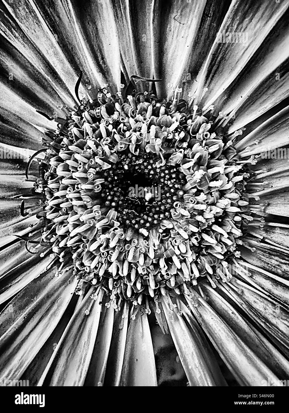Black & white close up of a flower, creating a powerful pattern showing ...