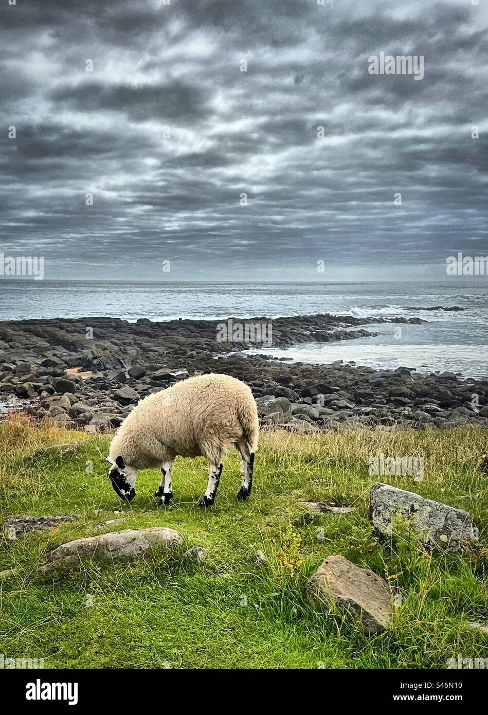 A lone sheep grazes on the last piece of grass before land becomes the ...