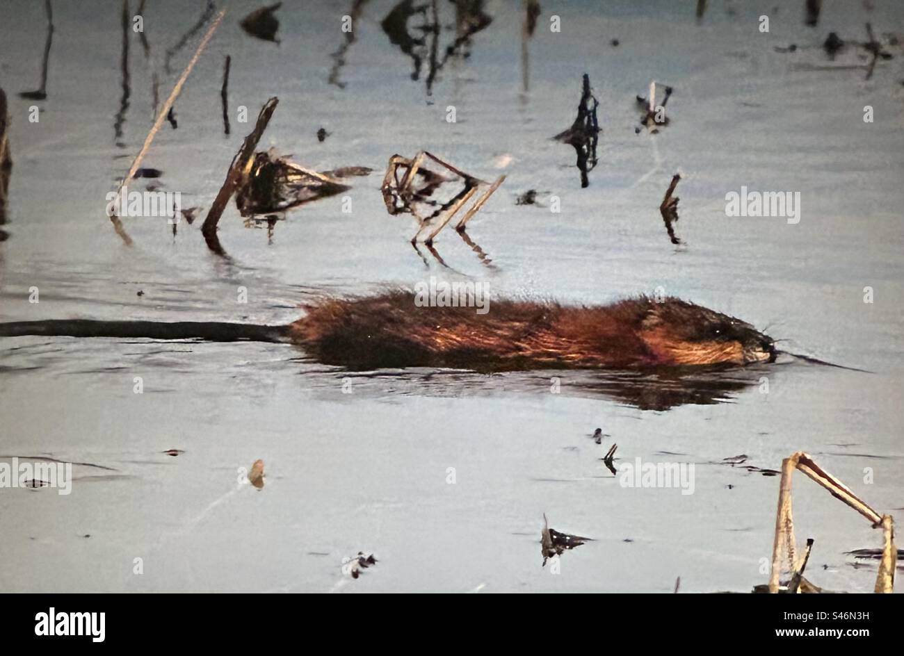 Muskrat, wildlife, rodent, Using mud, pond weeds, cattail and bulrushes ...