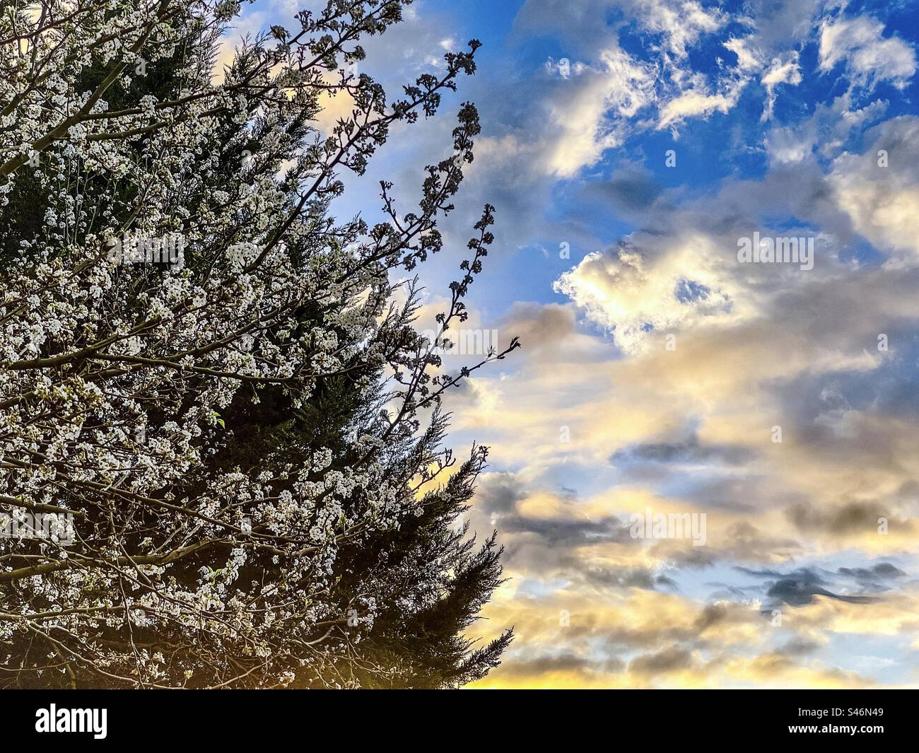 Blooming bradford pear tree hi-res stock photography and images - Alamy