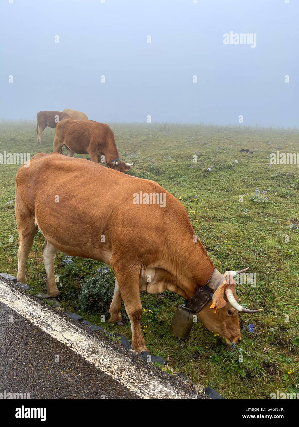 Vaca bovina hi-res stock photography and images - Alamy
