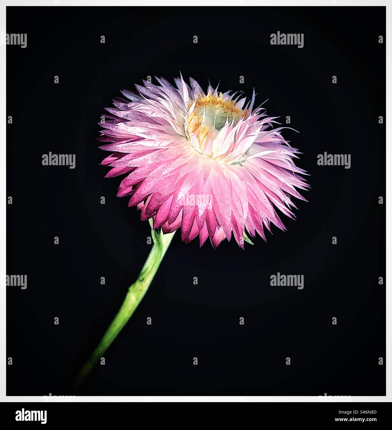 Pink flower stalk hi-res stock photography and images - Alamy