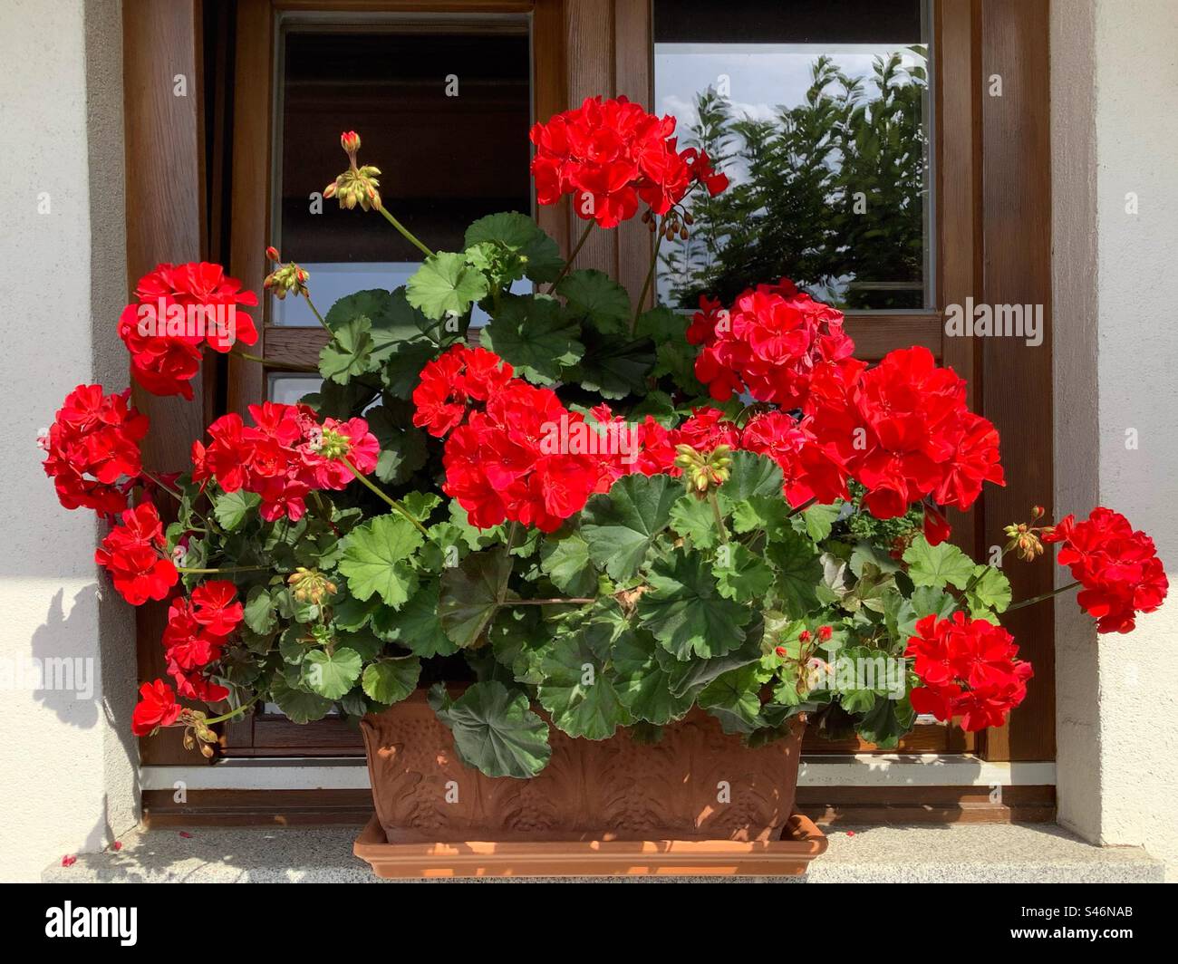 Bavarian geraniums hi-res stock photography and images - Alamy