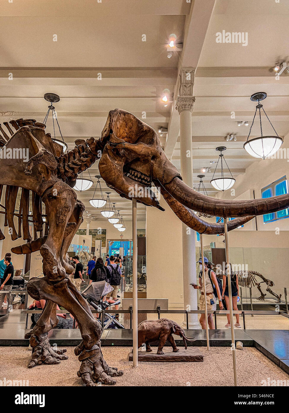 Amnh hi-res stock photography and images - Alamy