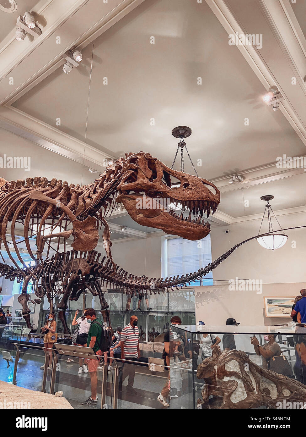 Amnh hi-res stock photography and images - Alamy
