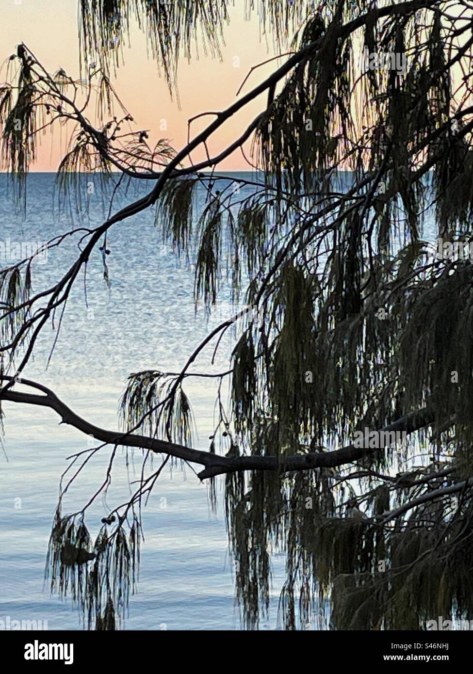 Casuarina tree hi-res stock photography and images - Alamy
