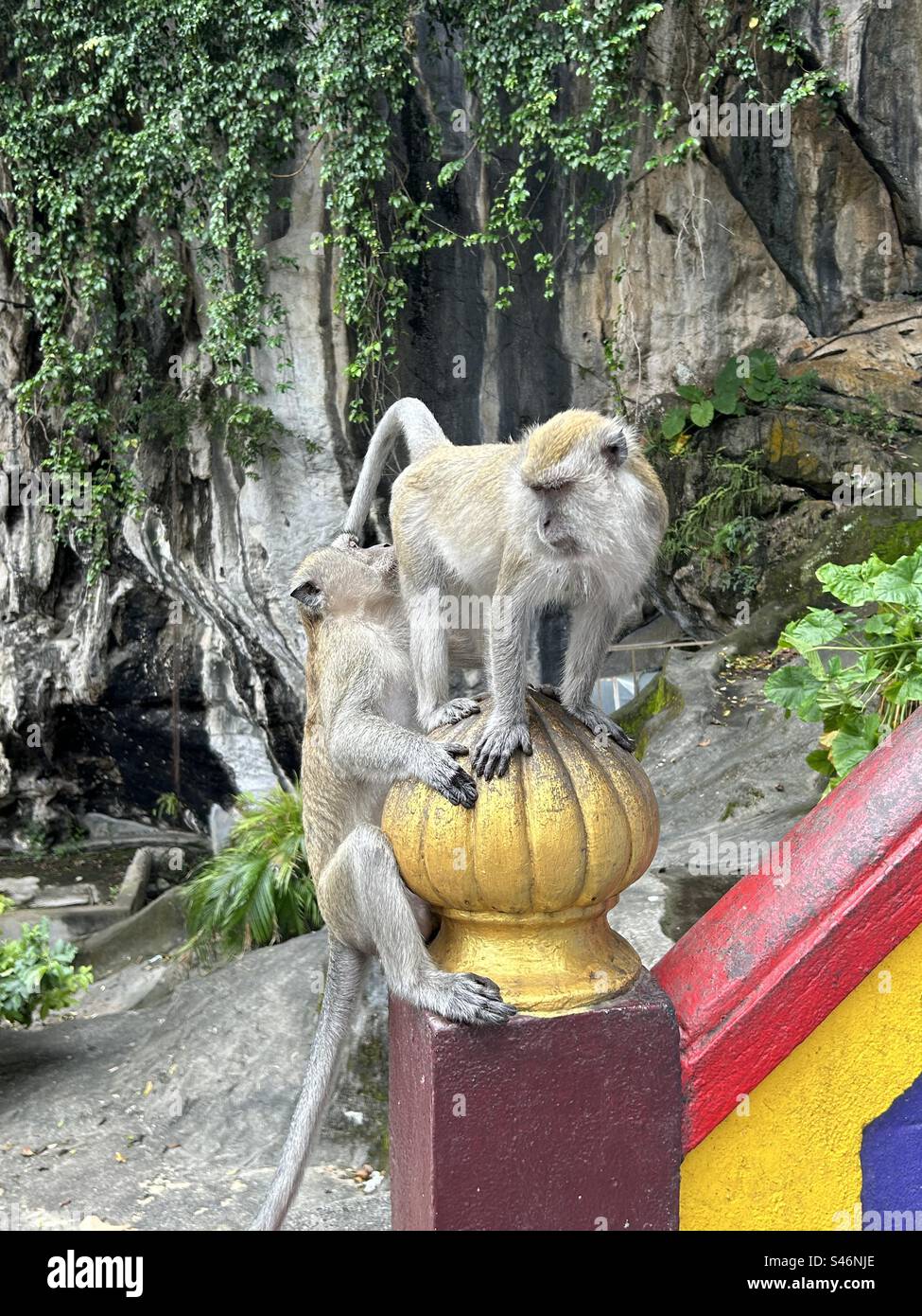 Monkey batu caves hi-res stock photography and images - Alamy