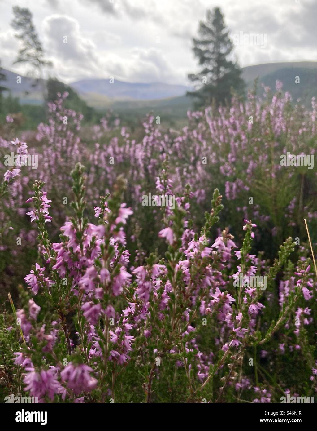 Heather moor purple hi-res stock photography and images - Alamy