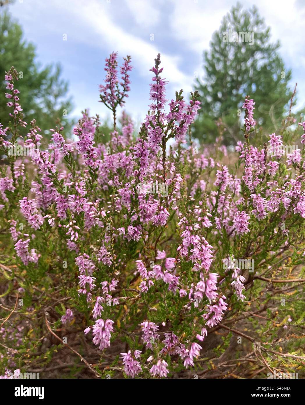 Scottish heather moorland hi-res stock photography and images - Alamy