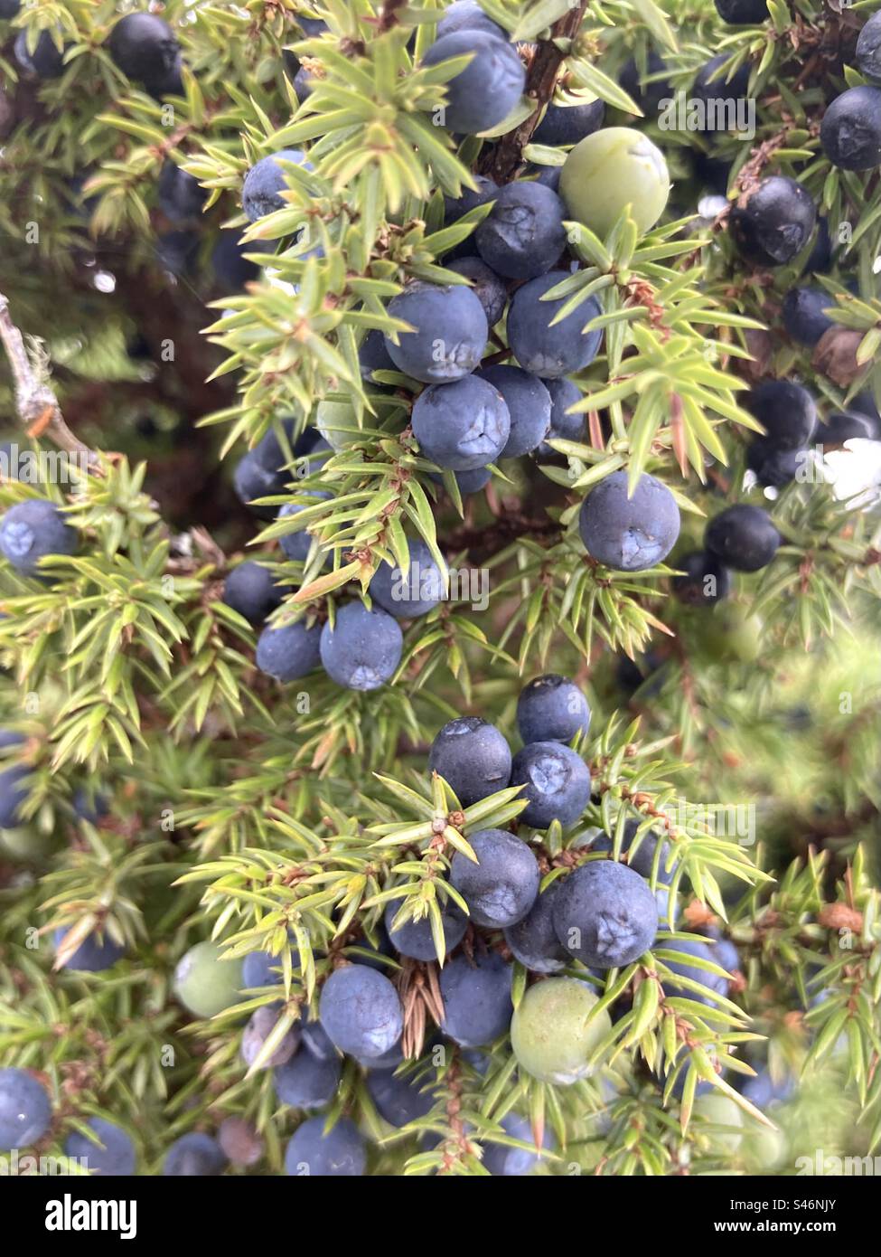 Berries growing wild hi-res stock photography and images - Alamy