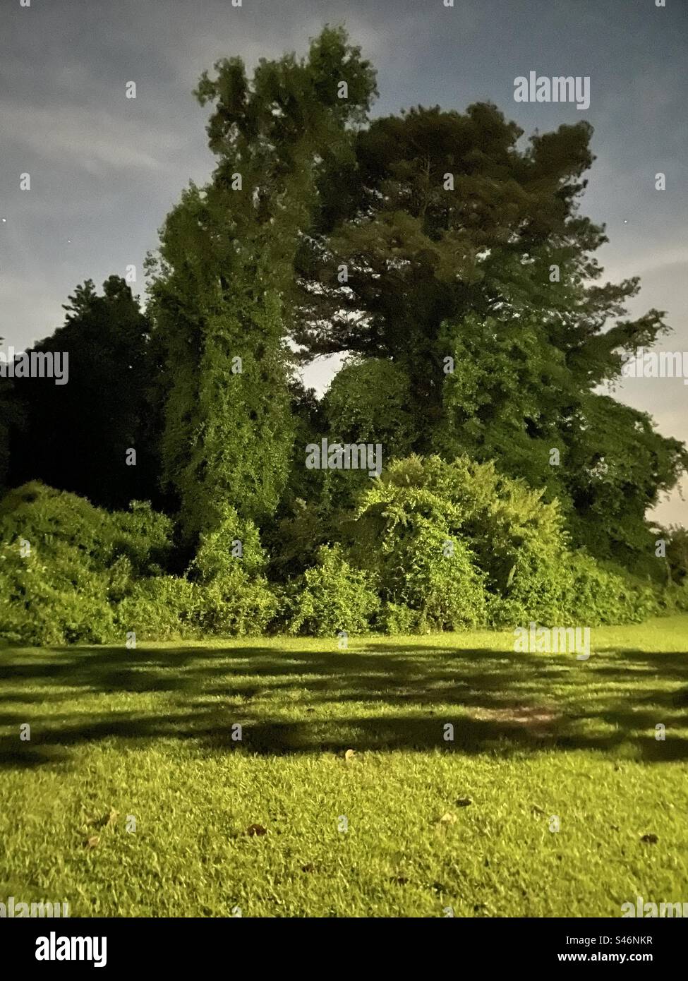 Enchanted tree hi-res stock photography and images - Alamy