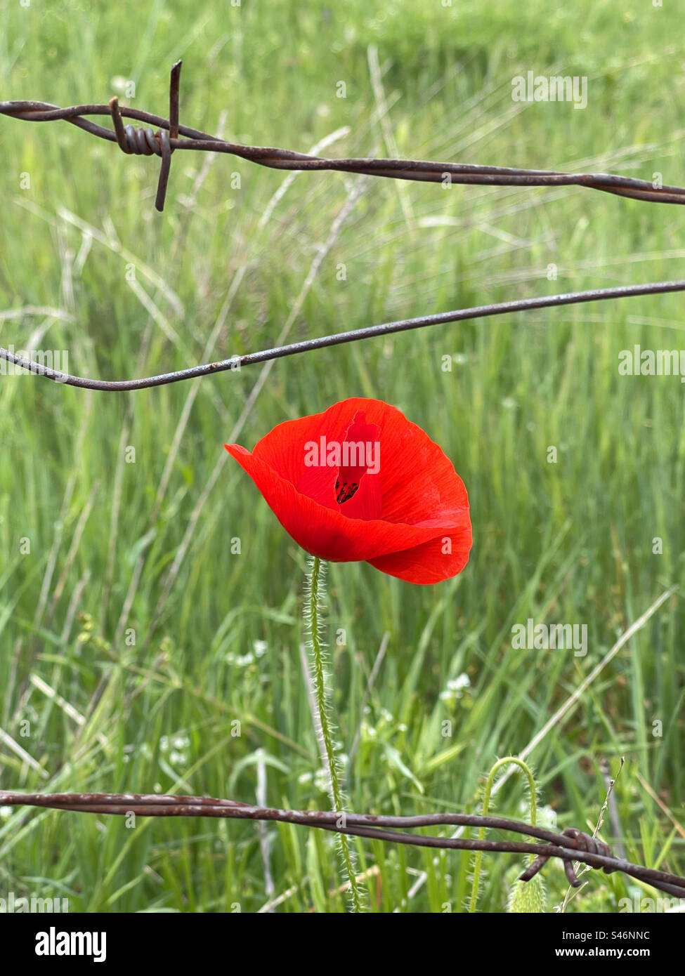 Poppy flower and barbed wire Stock Photo - Alamy