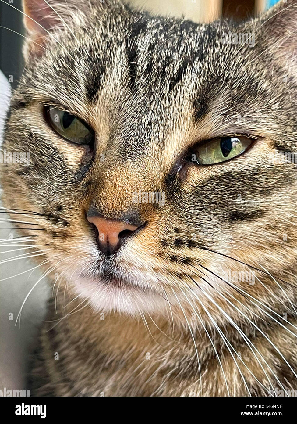 Close up sleepy tabby cat hi-res stock photography and images - Alamy