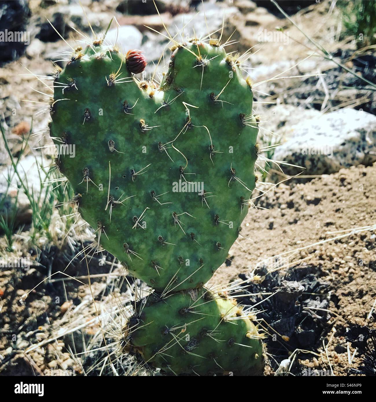 Perfect heart hi-res stock photography and images - Alamy
