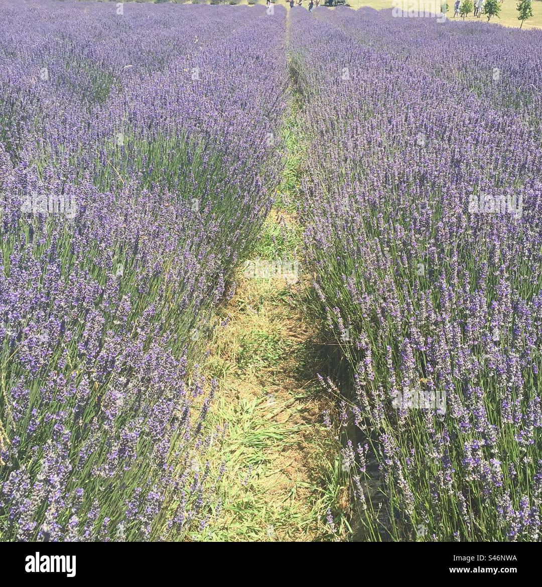 Lavender agriculture hi-res stock photography and images - Alamy