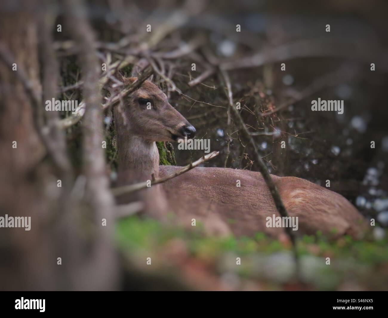 Bedded deer hi-res stock photography and images - Alamy