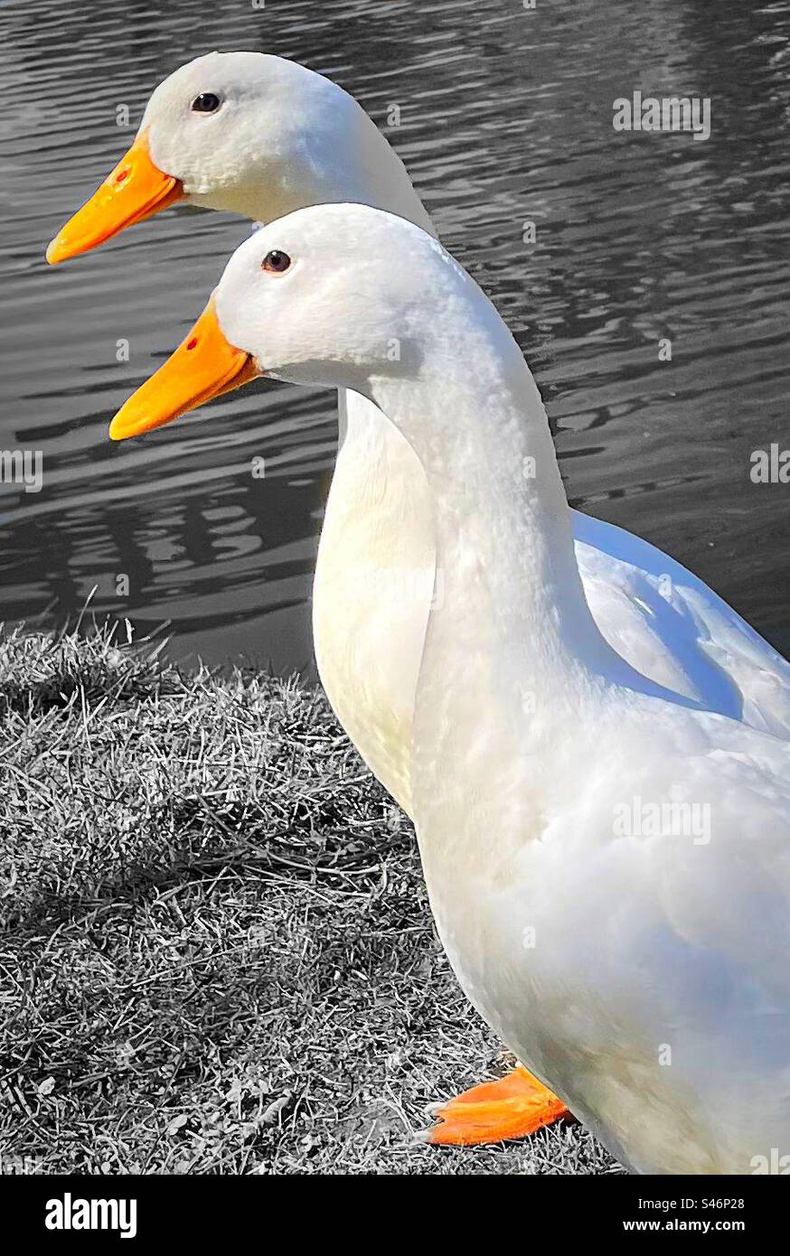 Captured perfectly hi-res stock photography and images - Alamy