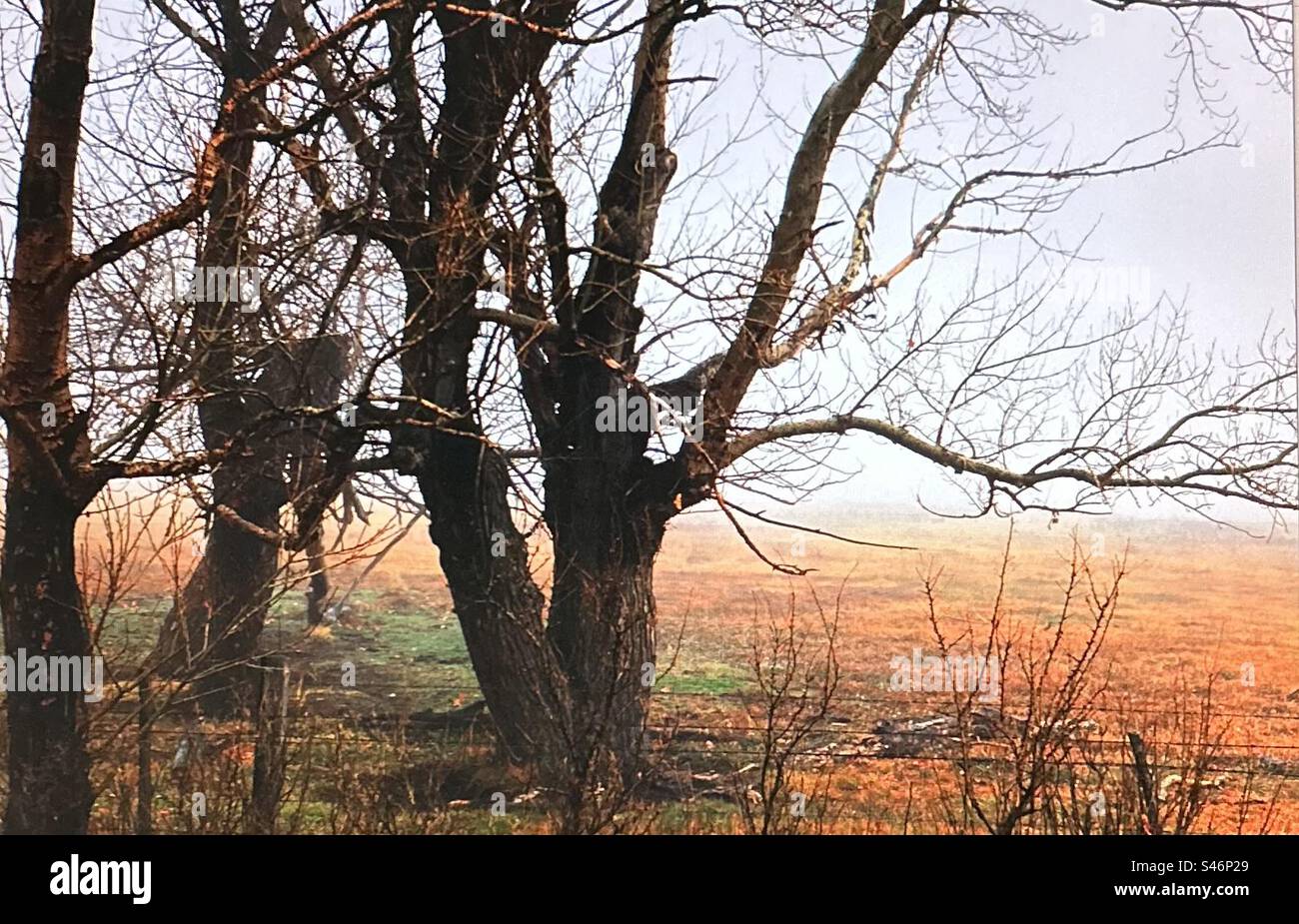 Autumn photograph of an old gnarled tree Stock Photo - Alamy