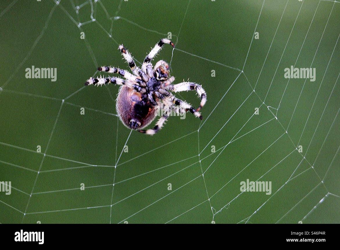 Harmful to humans hi-res stock photography and images - Alamy