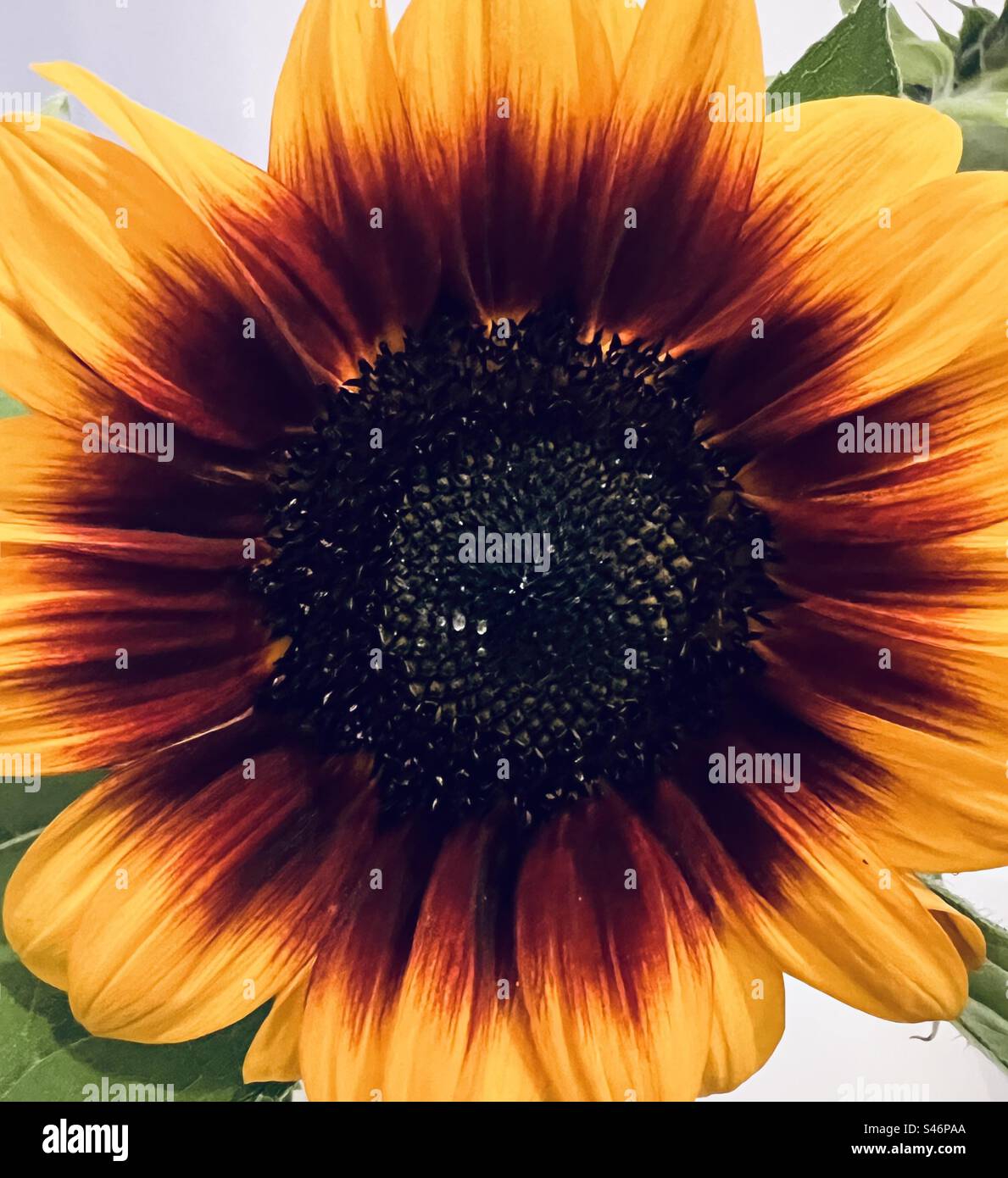 Vivid sunflower hi-res stock photography and images - Alamy