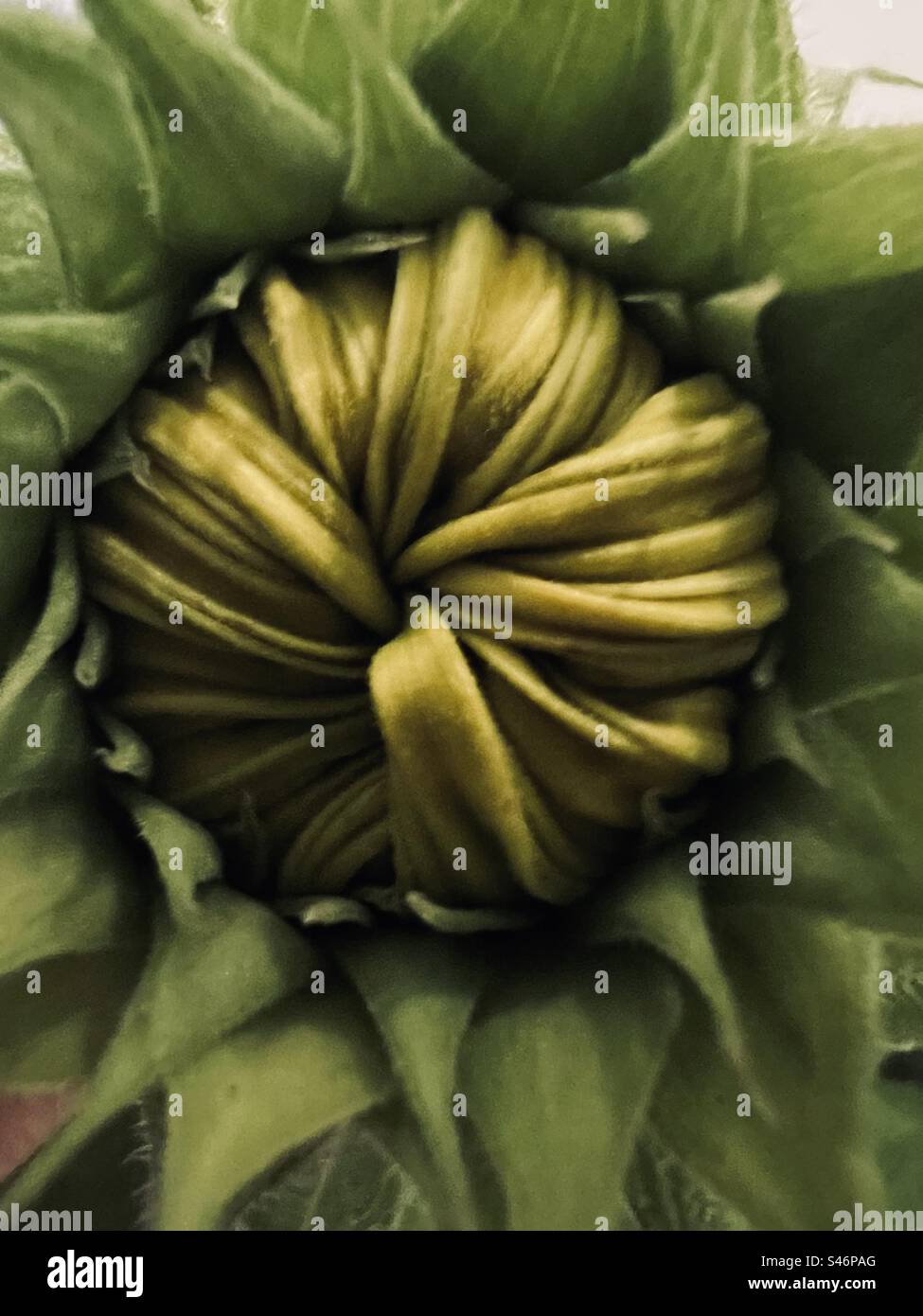 Burst to life hi-res stock photography and images - Alamy