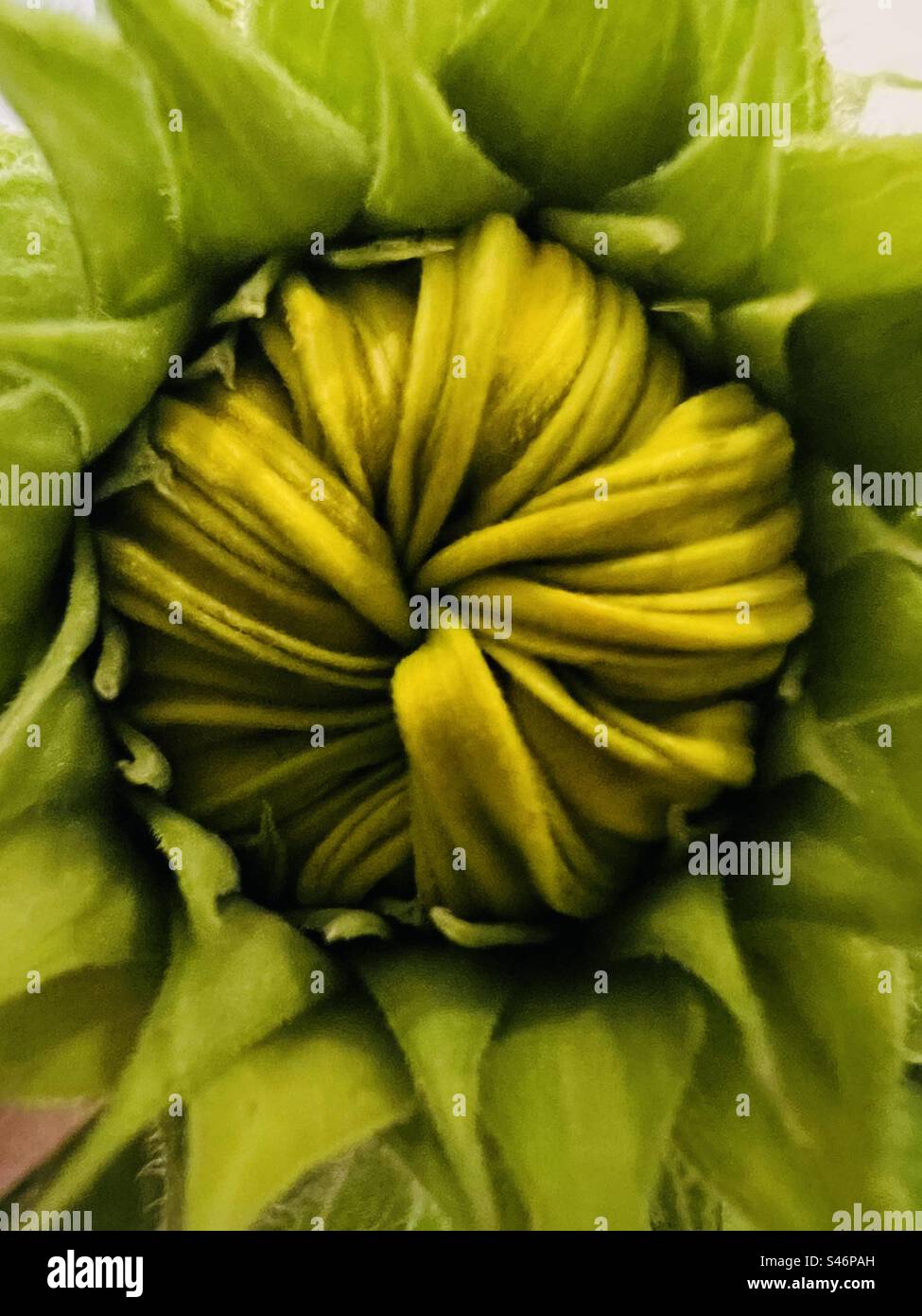 Bud burst hi-res stock photography and images - Alamy