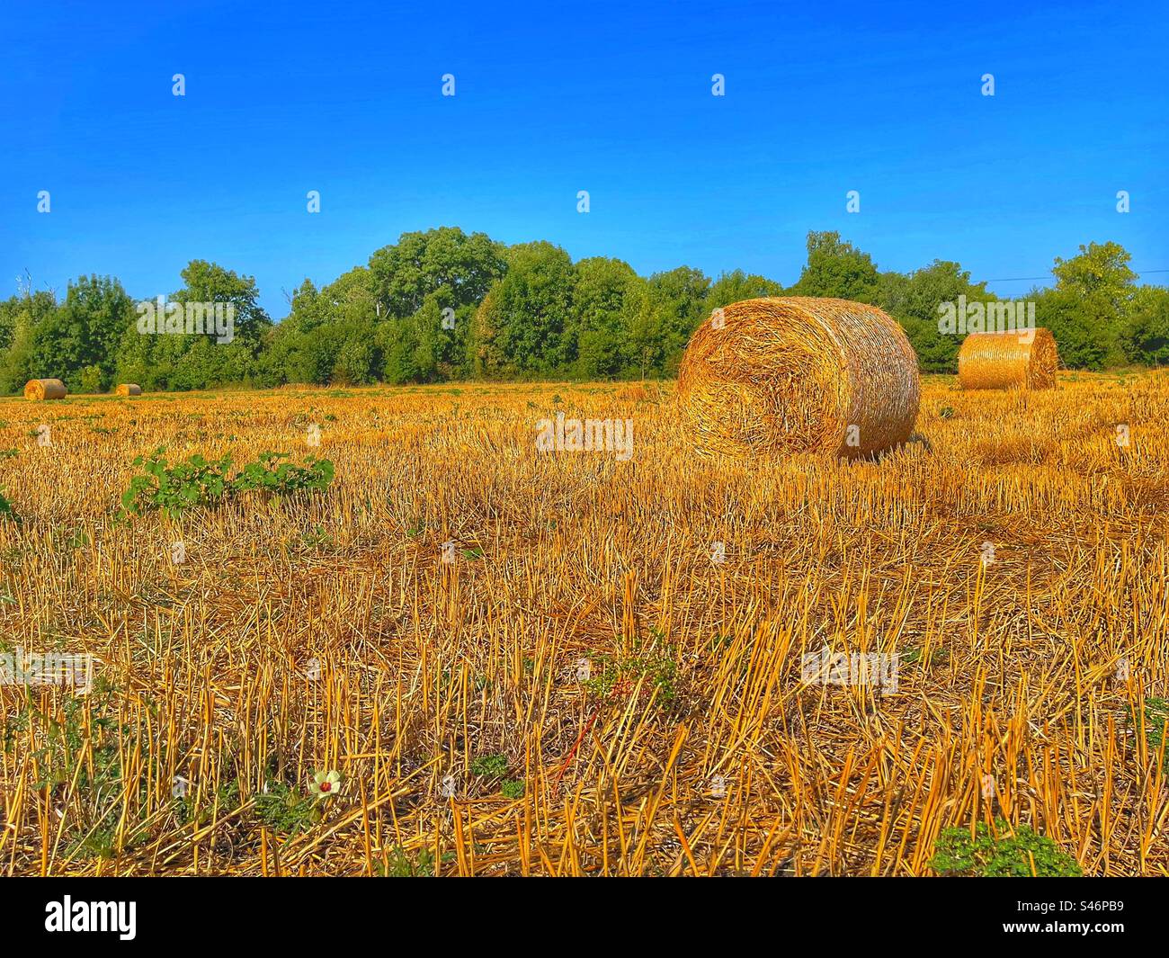 Summer flower fields hi-res stock photography and images - Alamy