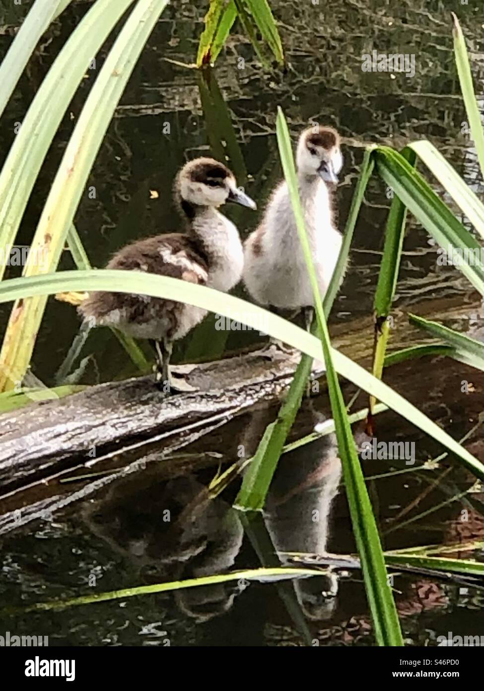 Two baby hi-res stock photography and images - Alamy