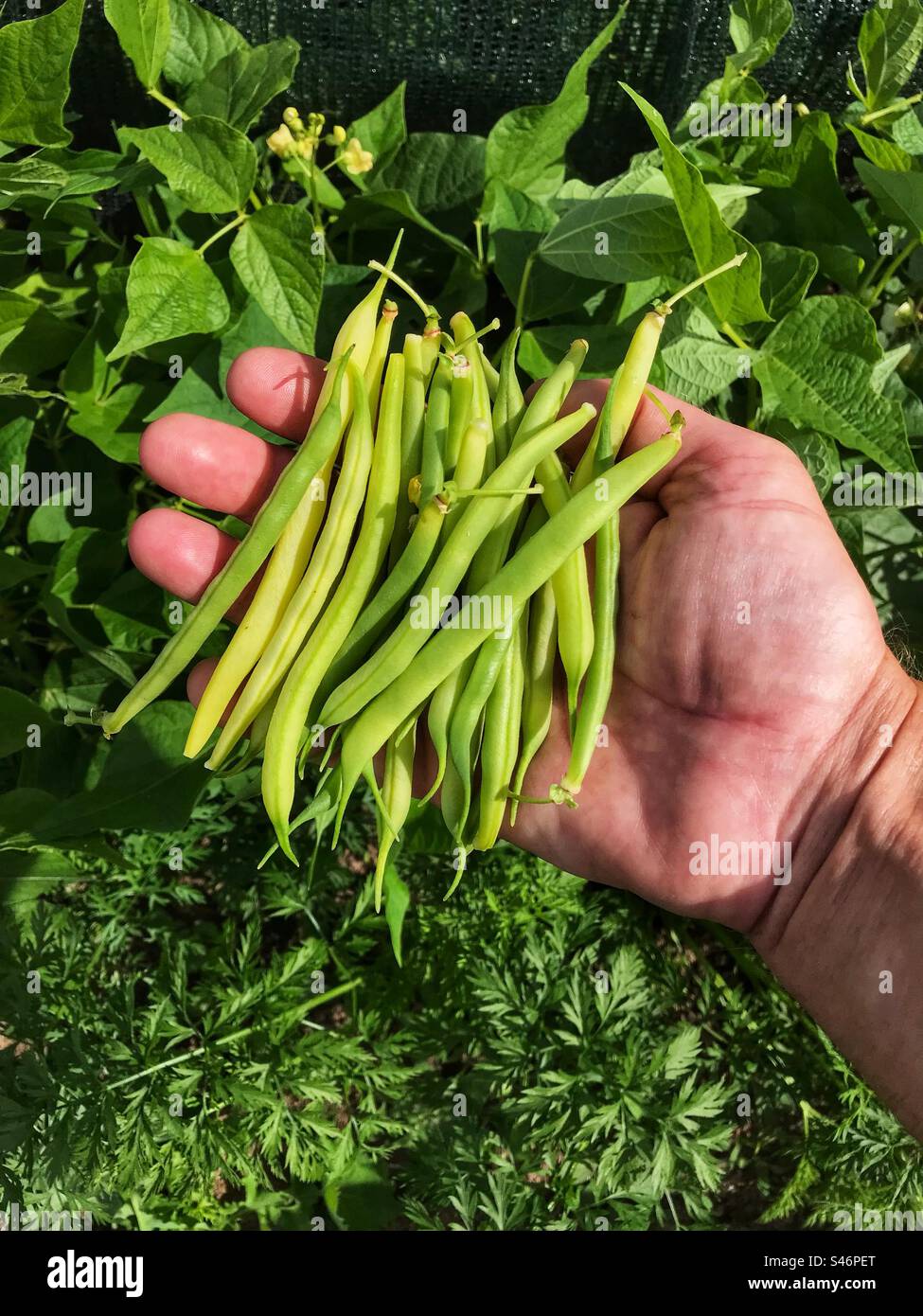 Allotment grown organic dwarf French beans of the Polka variety in ...