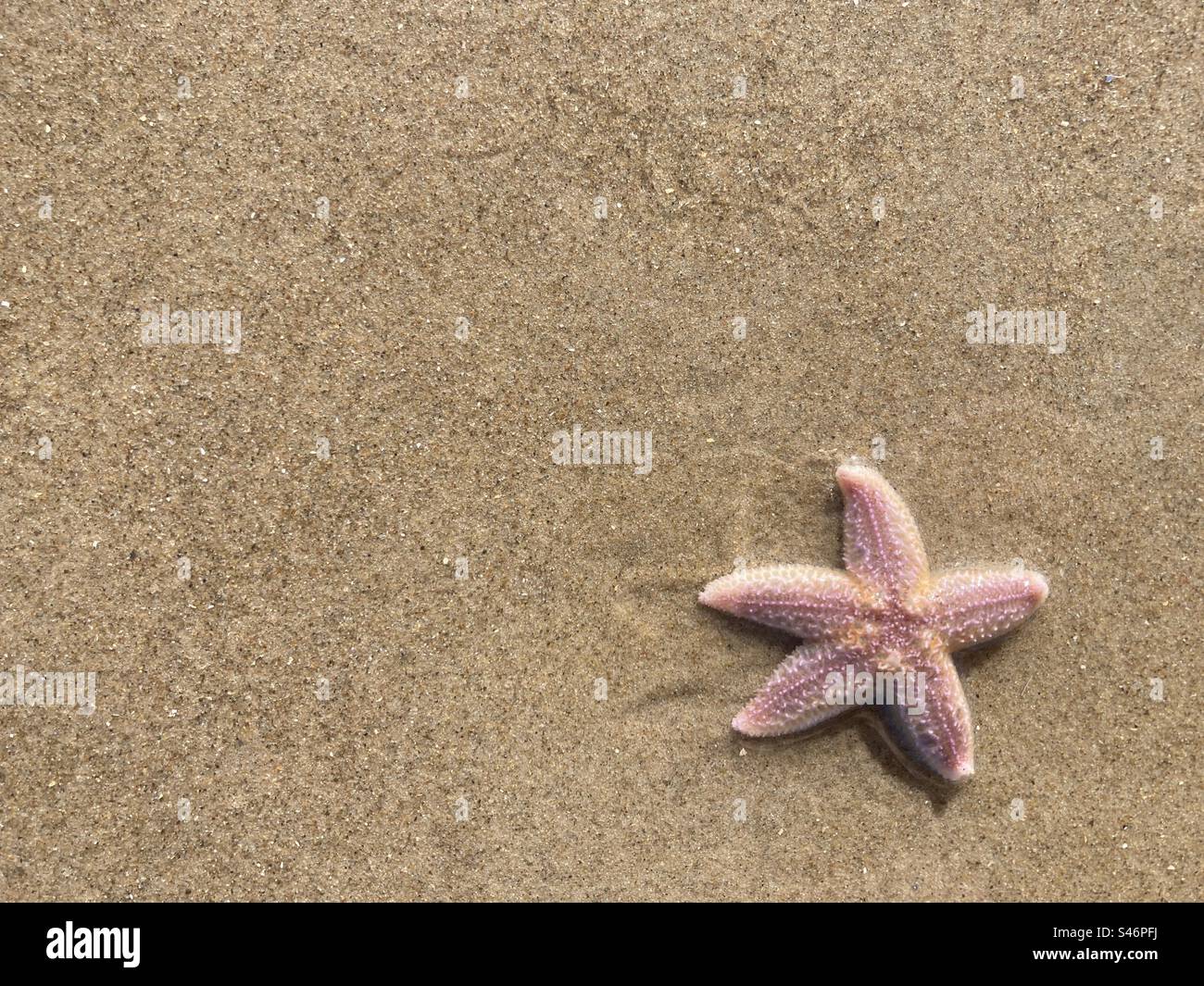 In the sand on the beach lies a small starfish Stock Photo - Alamy