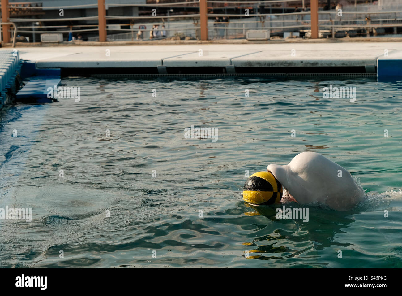 Dolphin with ball hi-res stock photography and images - Alamy