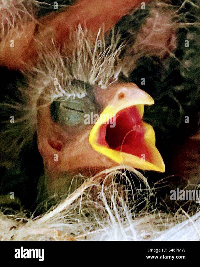 Baby Blue Bird Dora Crying